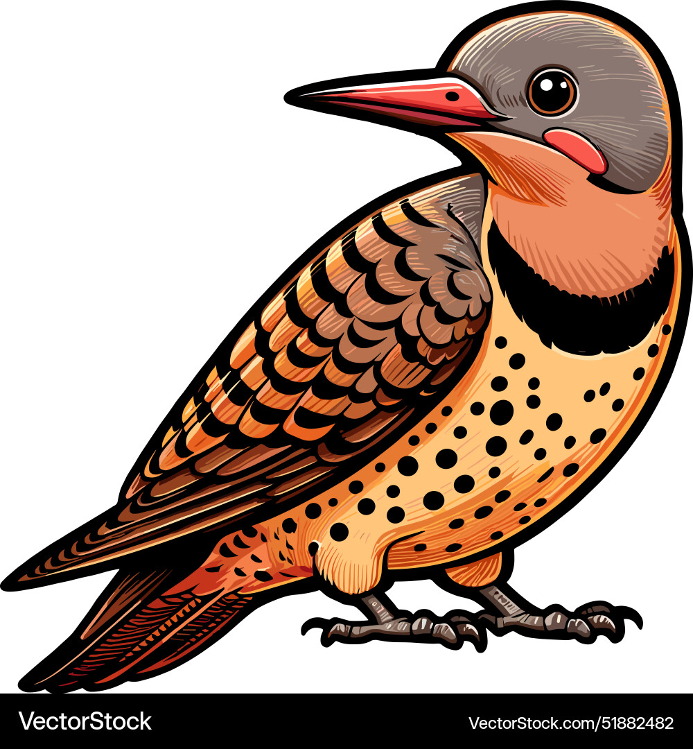 Northern flicker isolated on white background Vector Image