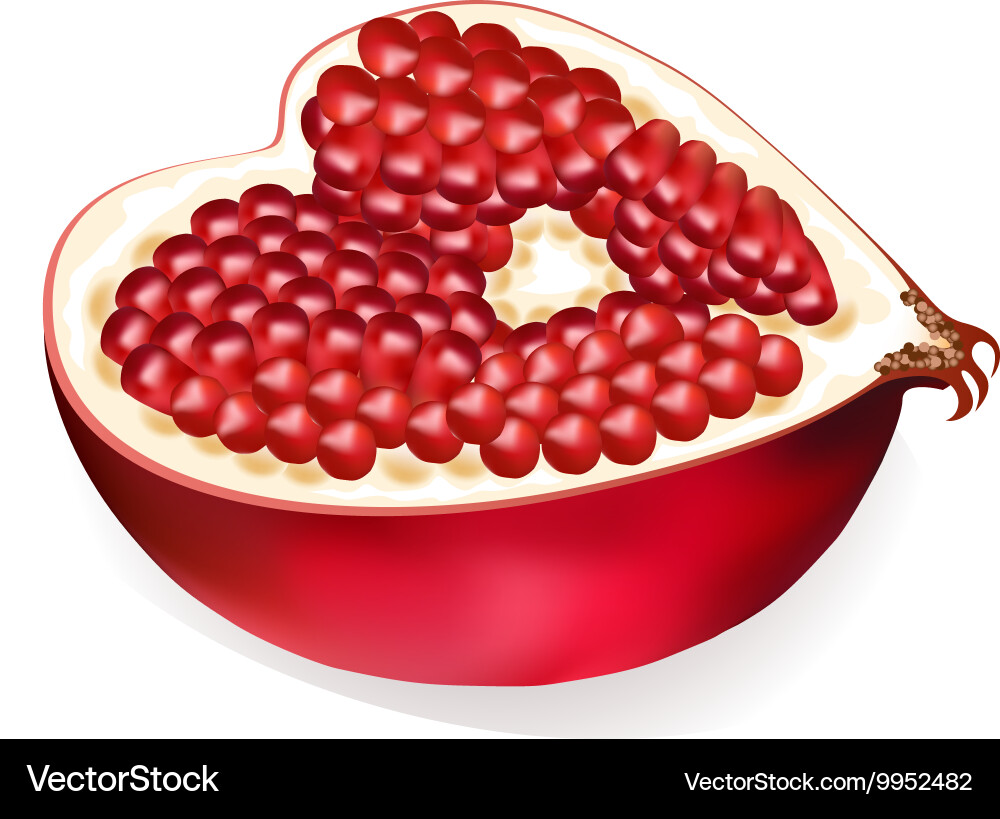 Pomegranate Royalty Free Vector Image - VectorStock