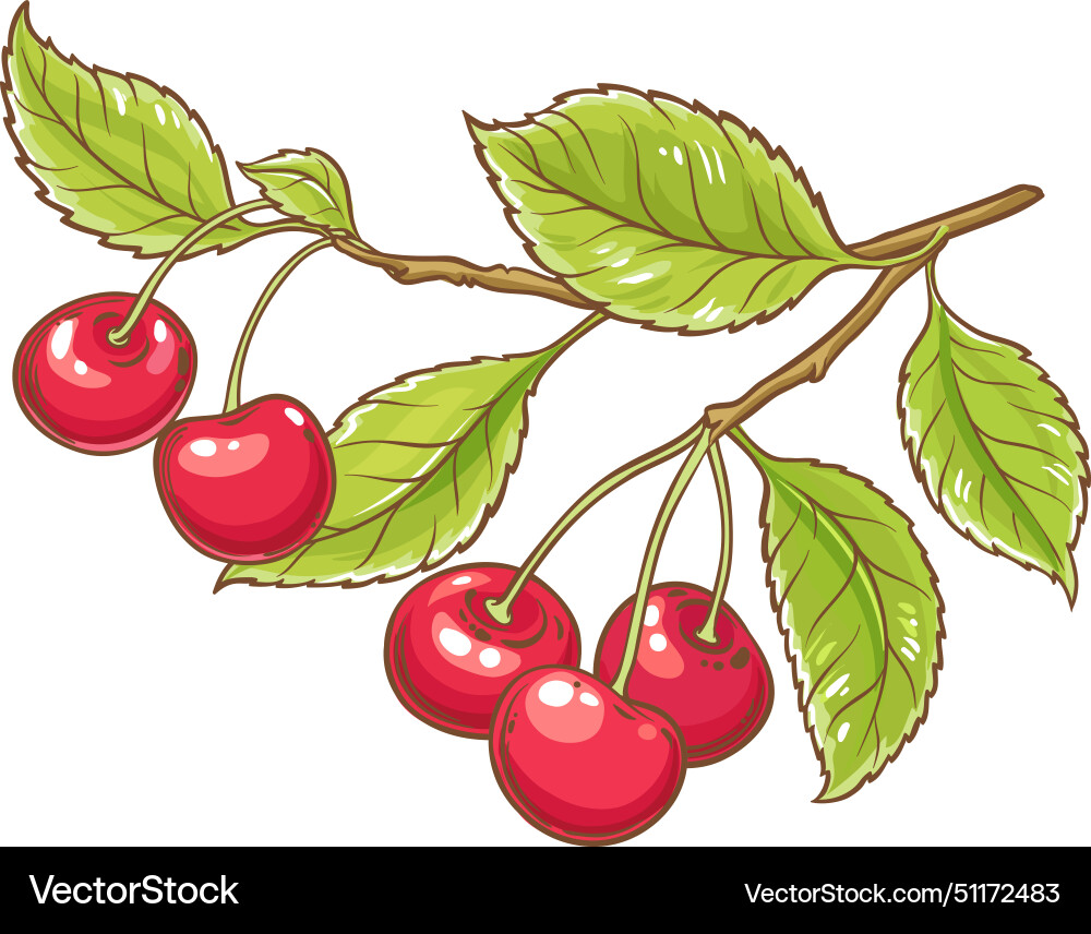 Cherry branch colored detailed Royalty Free Vector Image