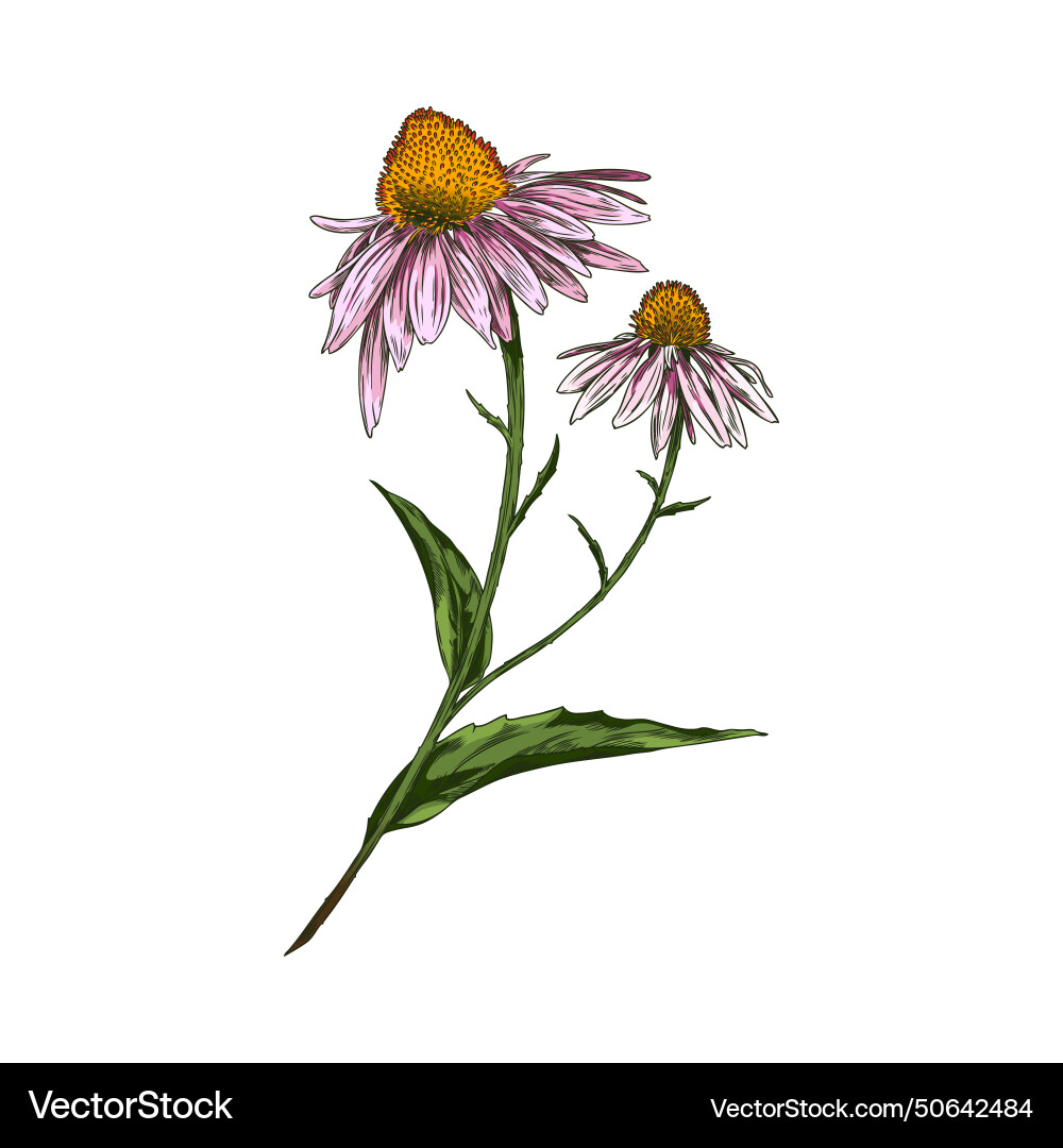 Hand draw colorful echinacea flowers on stem Vector Image