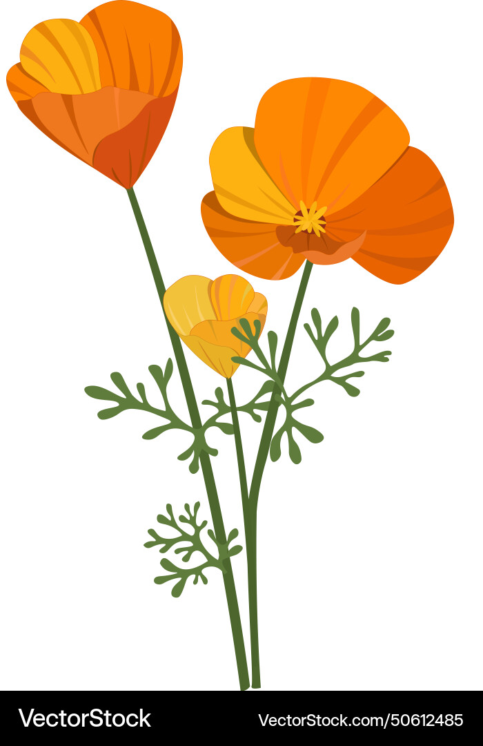 Californian poppy Royalty Free Vector Image - VectorStock