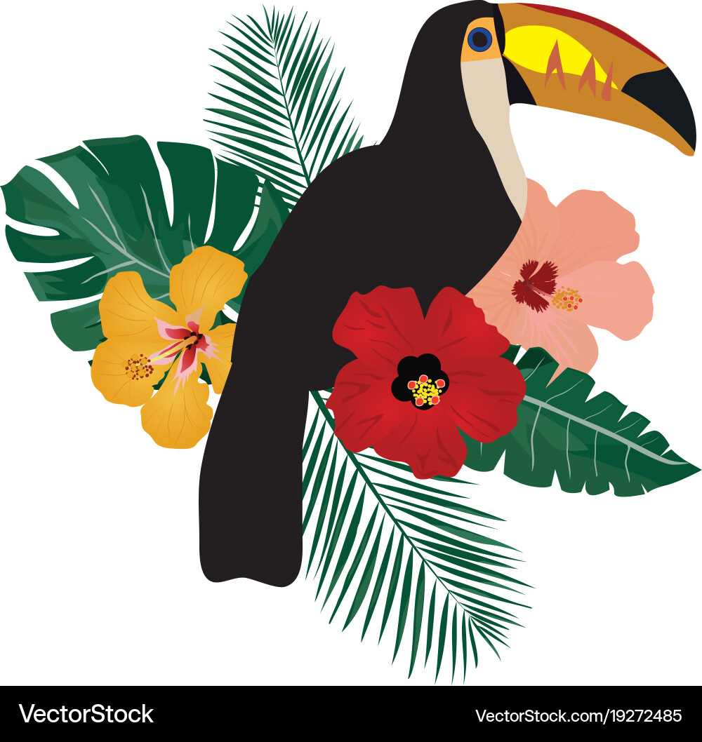 Toucan bird Royalty Free Vector Image - VectorStock