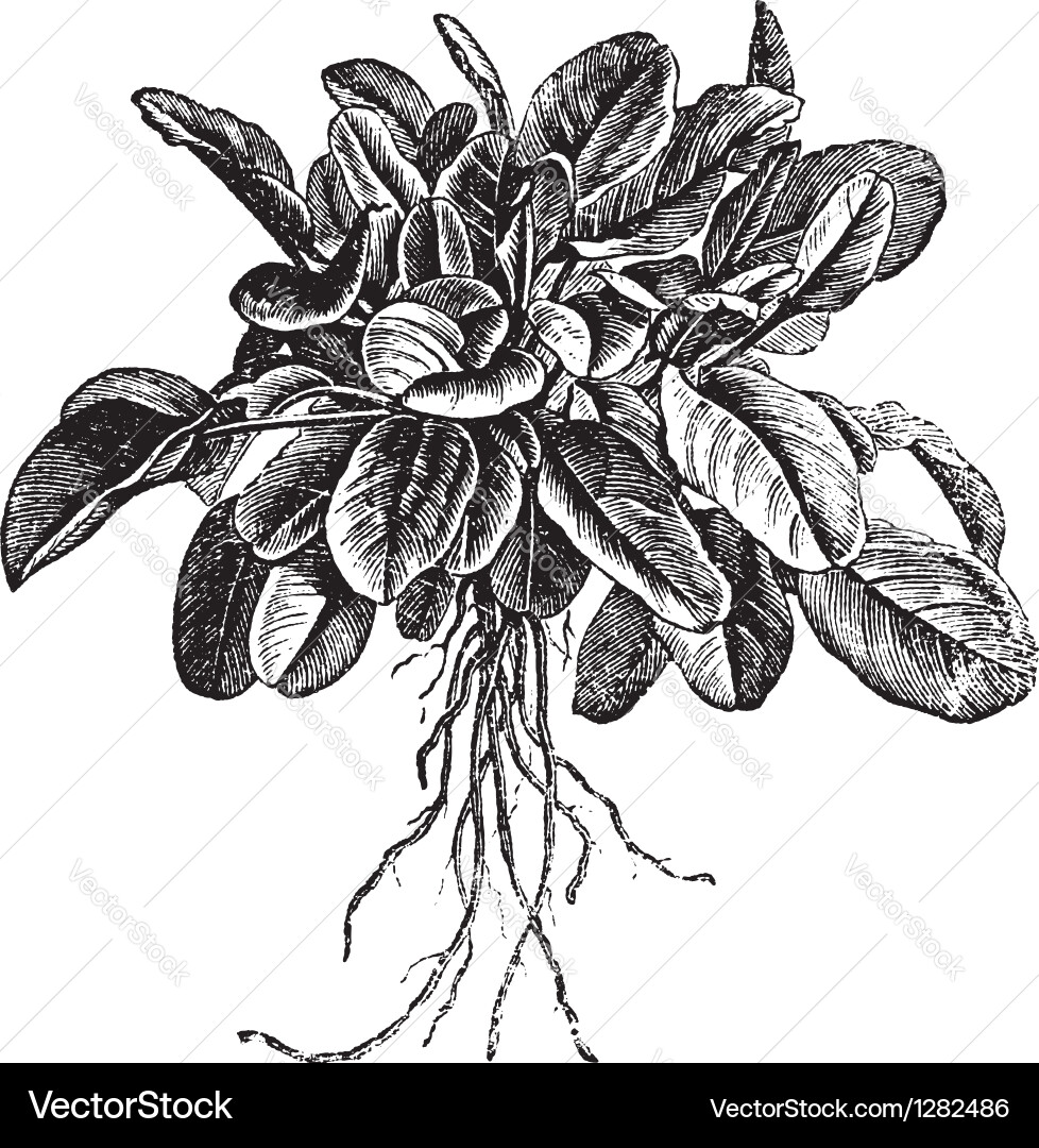 Sorrel Vector Images (over 950)