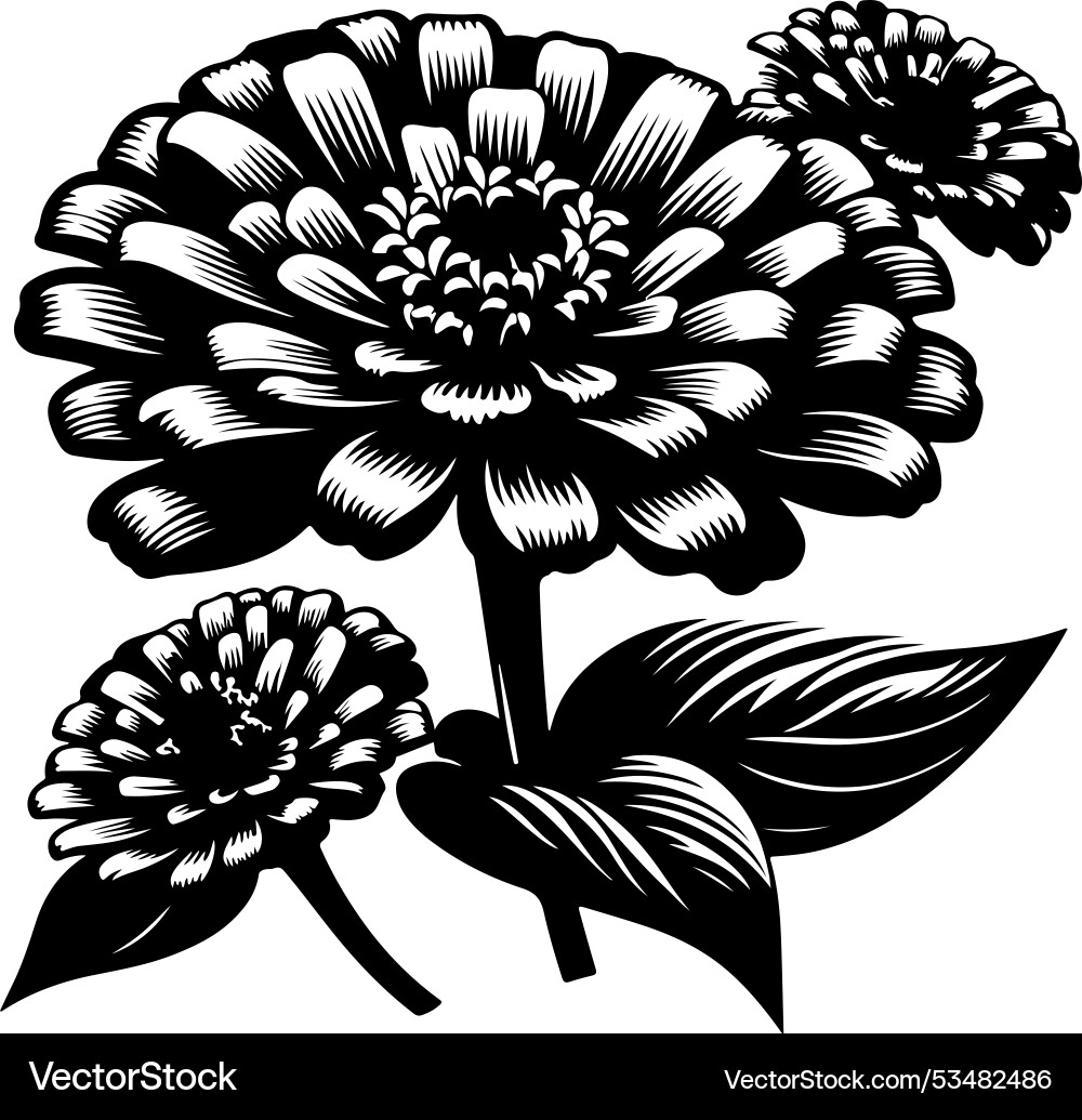 Zinnia flower Royalty Free Vector Image - VectorStock