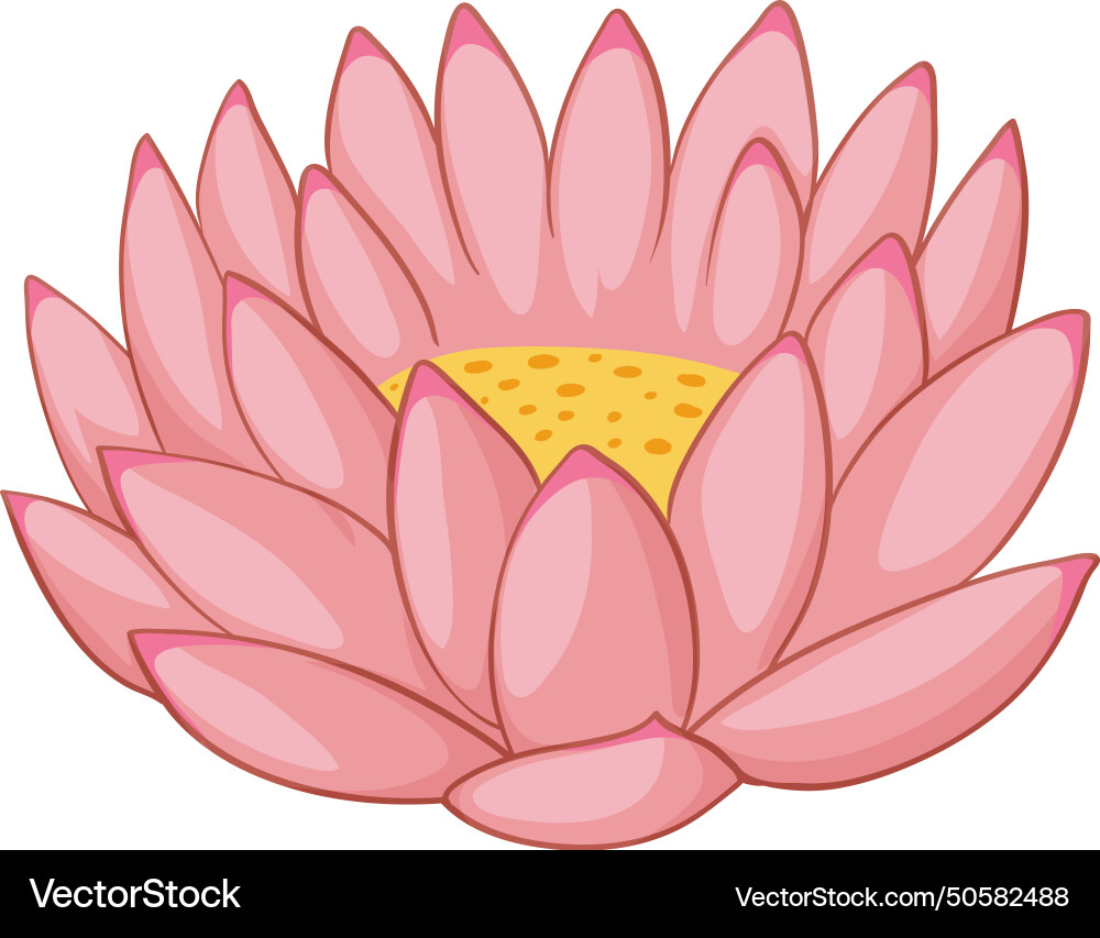 A blooming pink lotus Royalty Free Vector Image