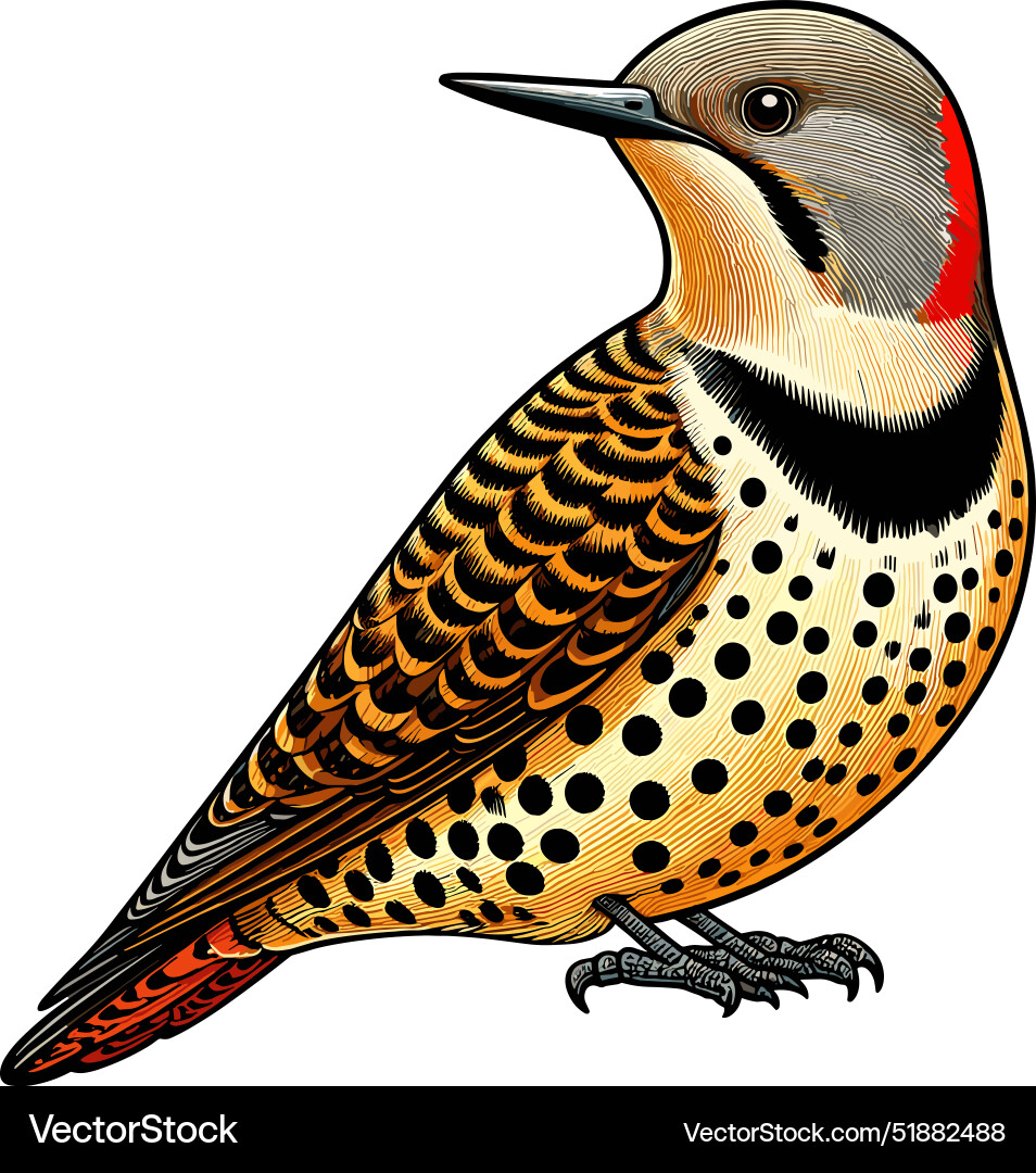 Northern flicker isolated on white background Vector Image