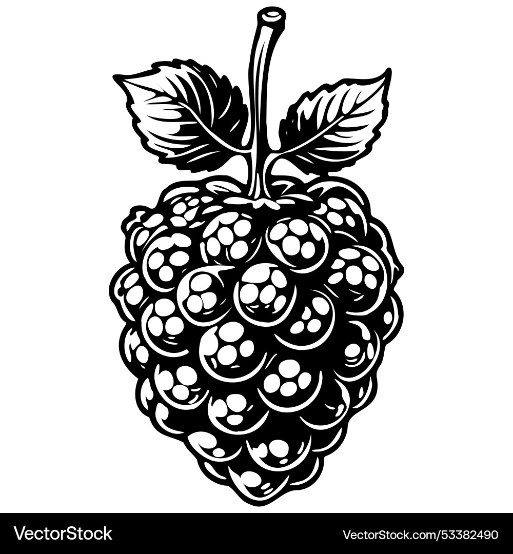 Raspberry hand drawn fruit transparent background Vector Image