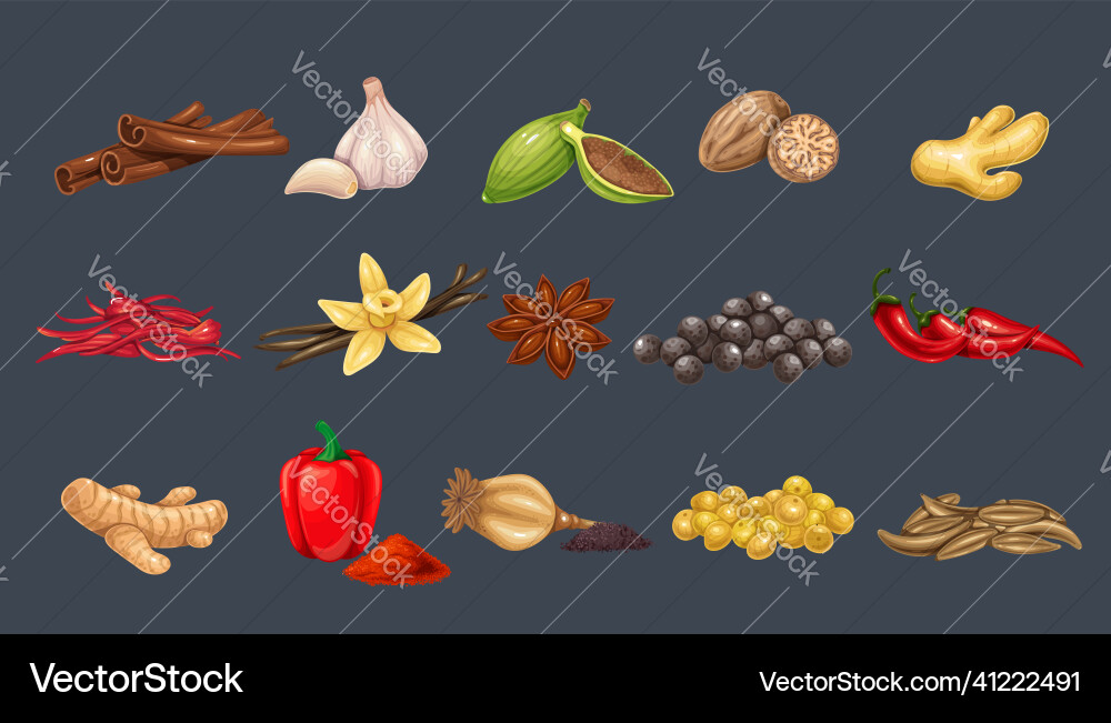 Culinary spices and condiments Royalty Free Vector Image