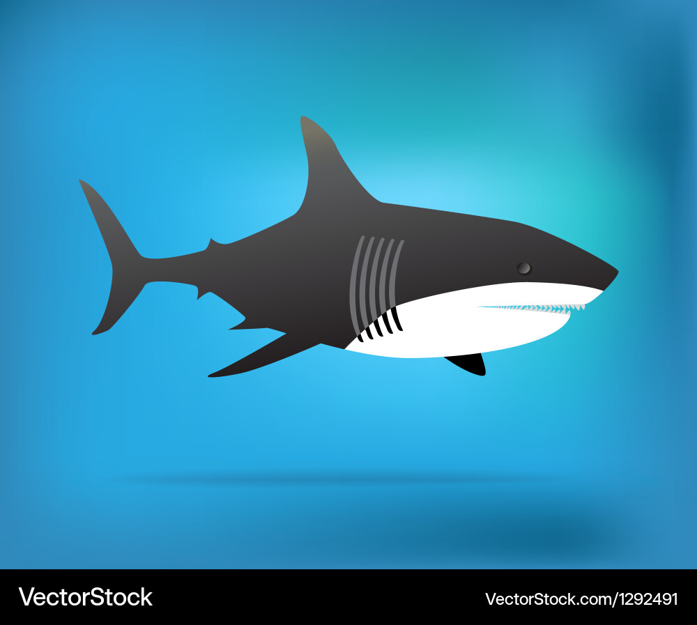 Shark week Royalty Free Vector Image - VectorStock