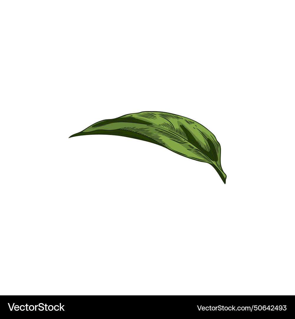 One green leaf of echinacea Royalty Free Vector Image
