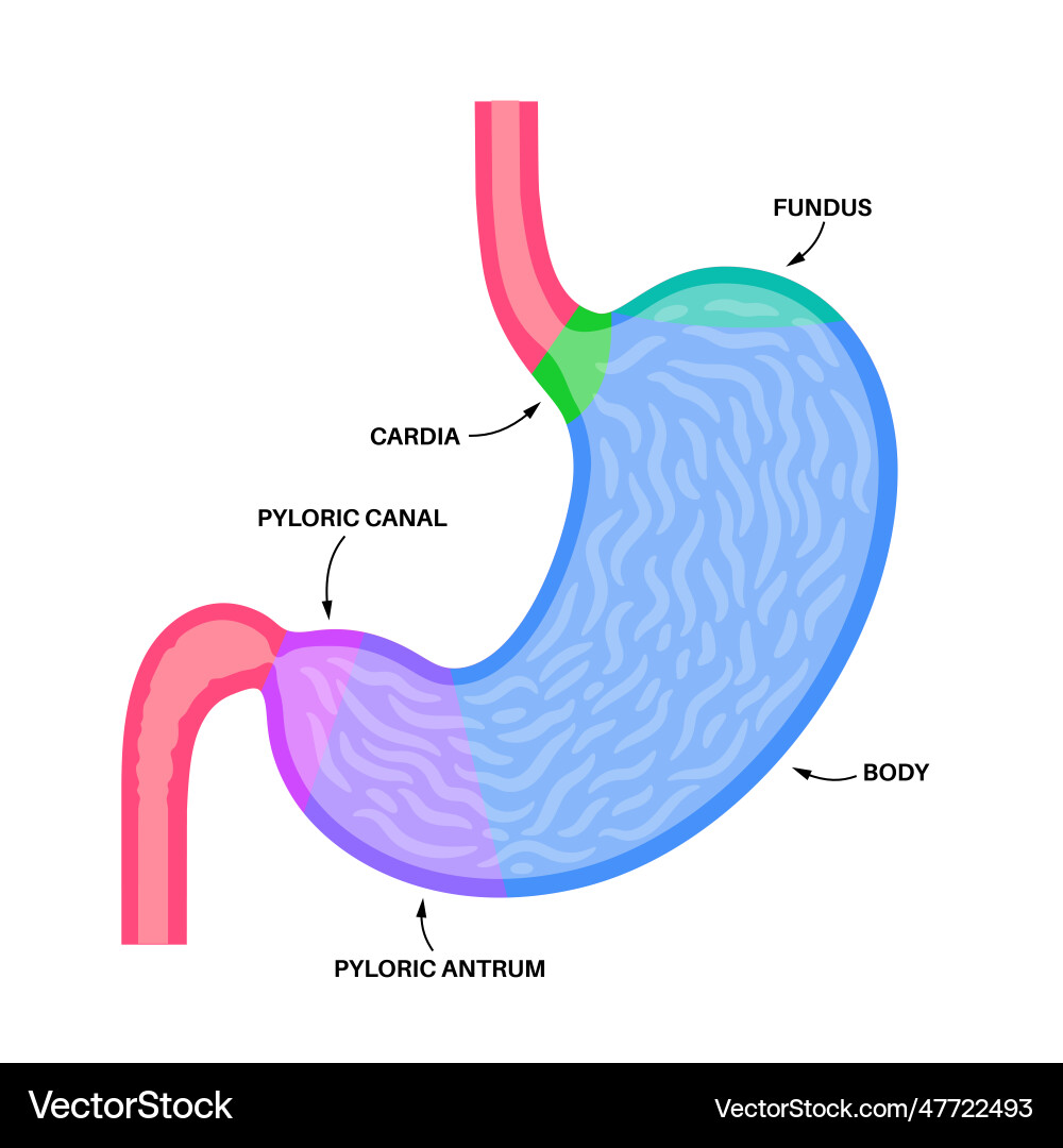 Stomach Anatomy Diagram - Sections Royalty Free Vector Image