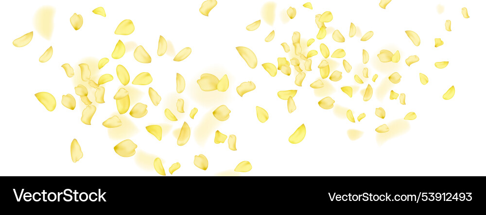 Yellow falling rose or sunflowers petals Vector Image