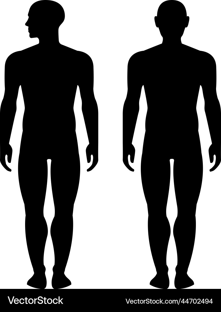 Human Anatomy Silhouette Royalty Free Vector Image