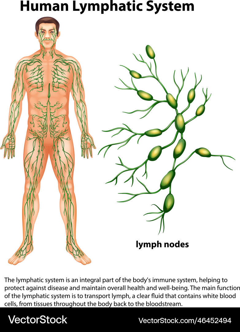 Human lymphatic system with explanation Royalty Free Vector