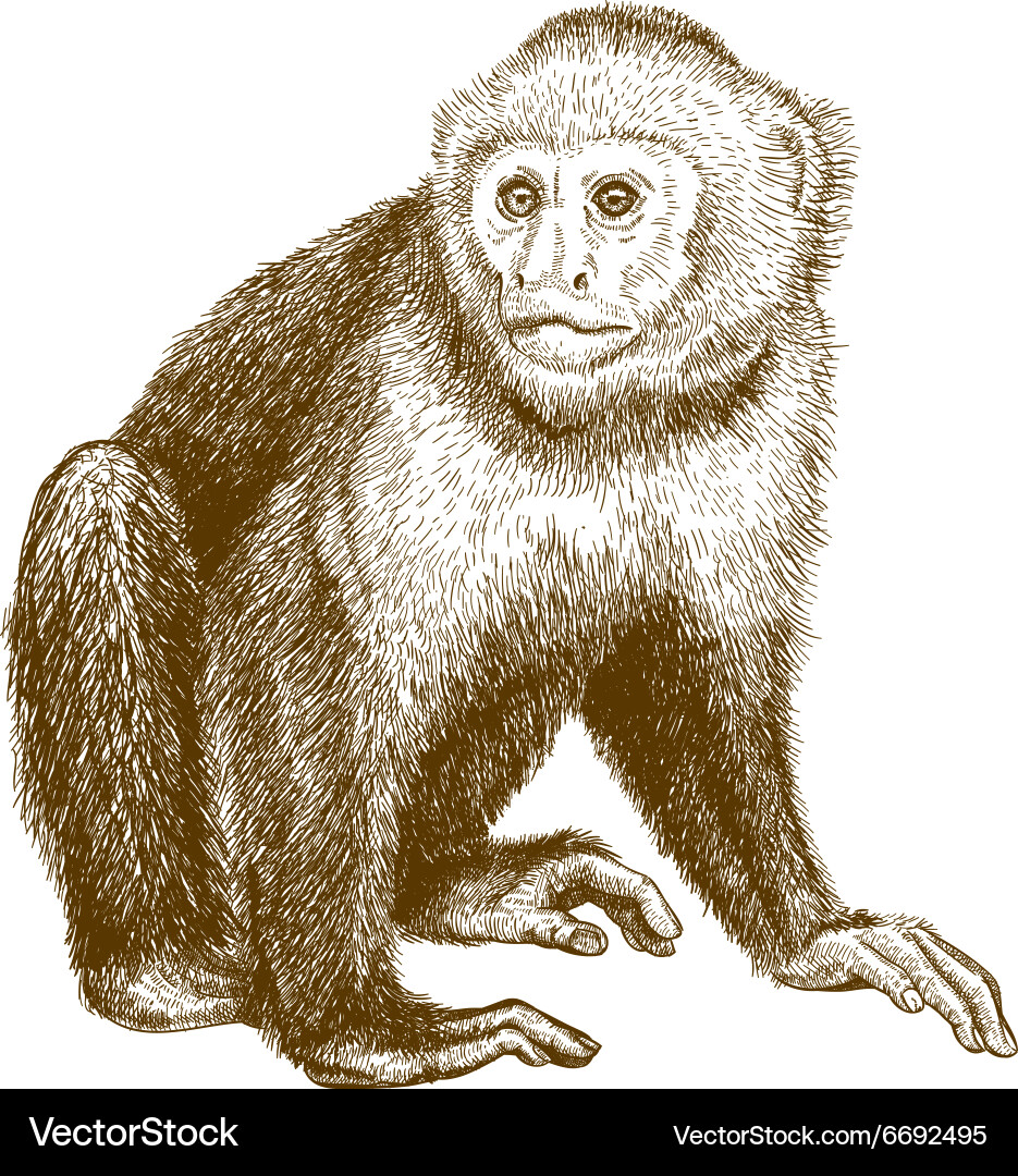 Detailed Capuchin Monkey Engraving Royalty Free Vector Image