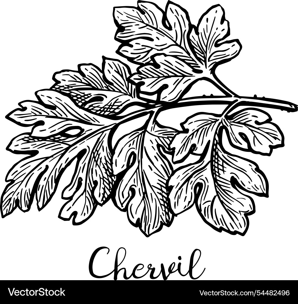 Chervil herb ink sketch Royalty Free Vector Image