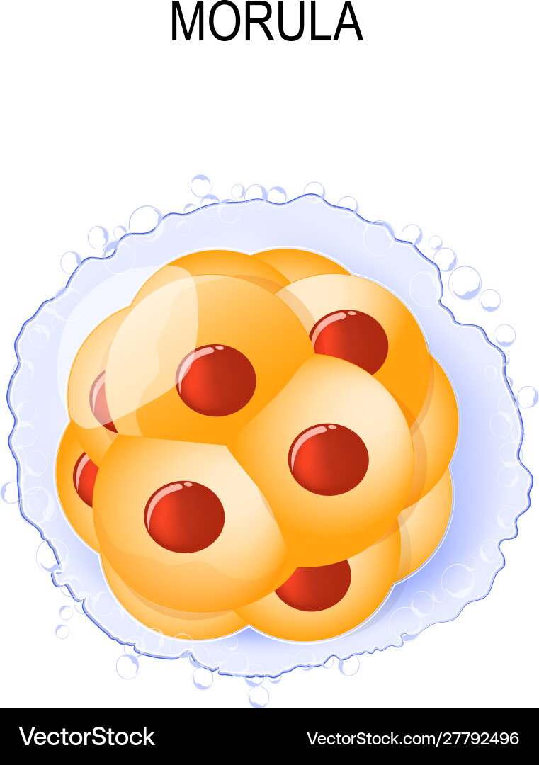 Morula stages segmentation a fertilized ovum Vector Image