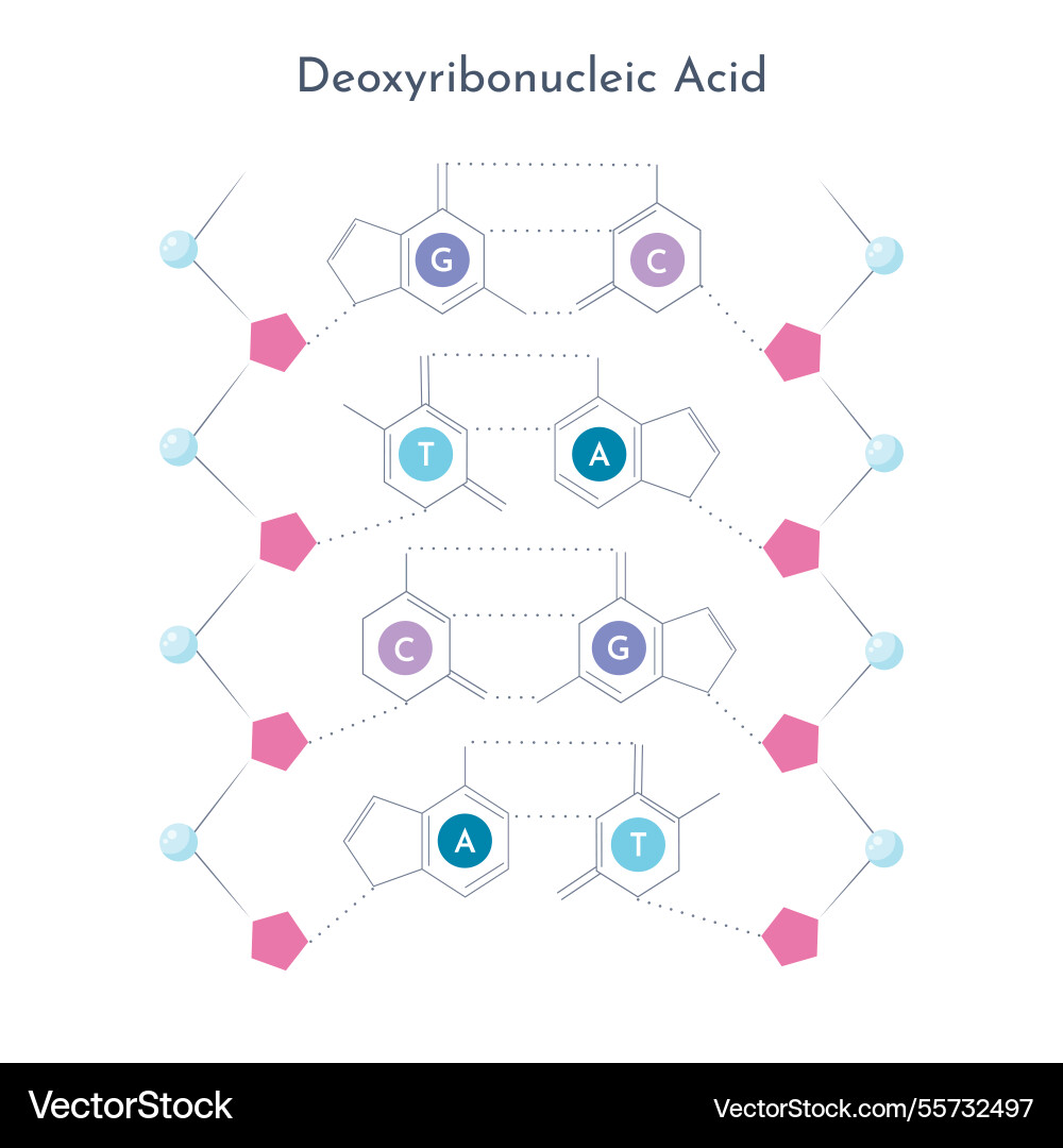 Chemical structure of dna Royalty Free Vector Image