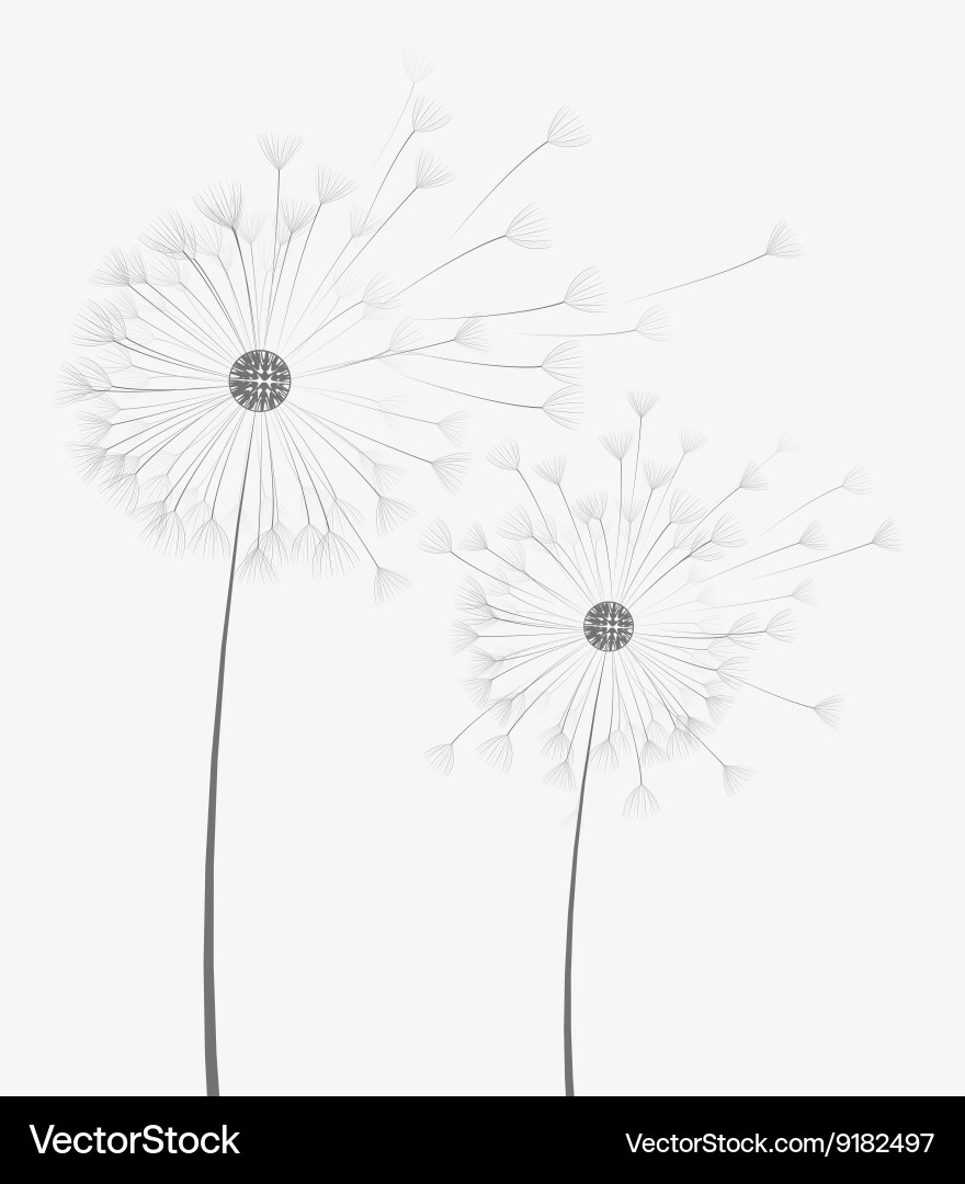 Dandelion flower Royalty Free Vector Image - VectorStock