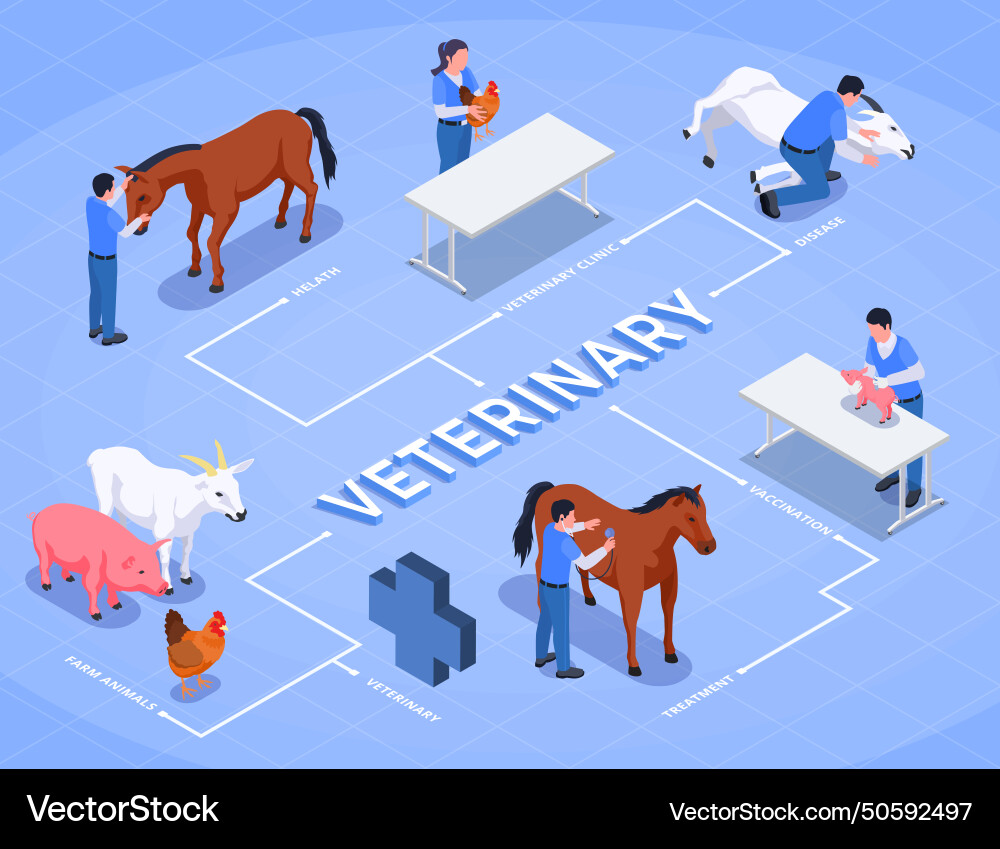 Farm animals veterinary isometric flowchart Vector Image