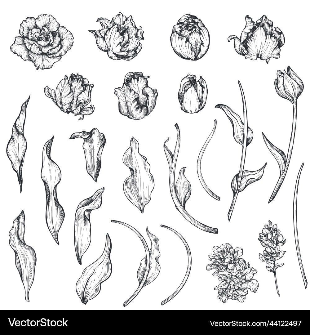 Set of hand drawn tulip flowers and leaves Vector Image