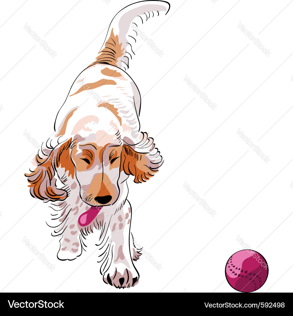 Cocker spaniel breed Royalty Free Vector Image