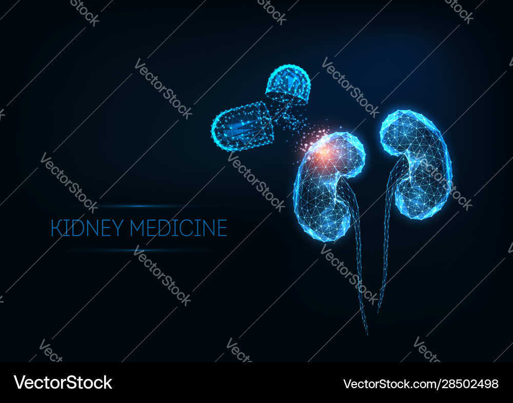 Kidney Poly Vector Images (over 130)