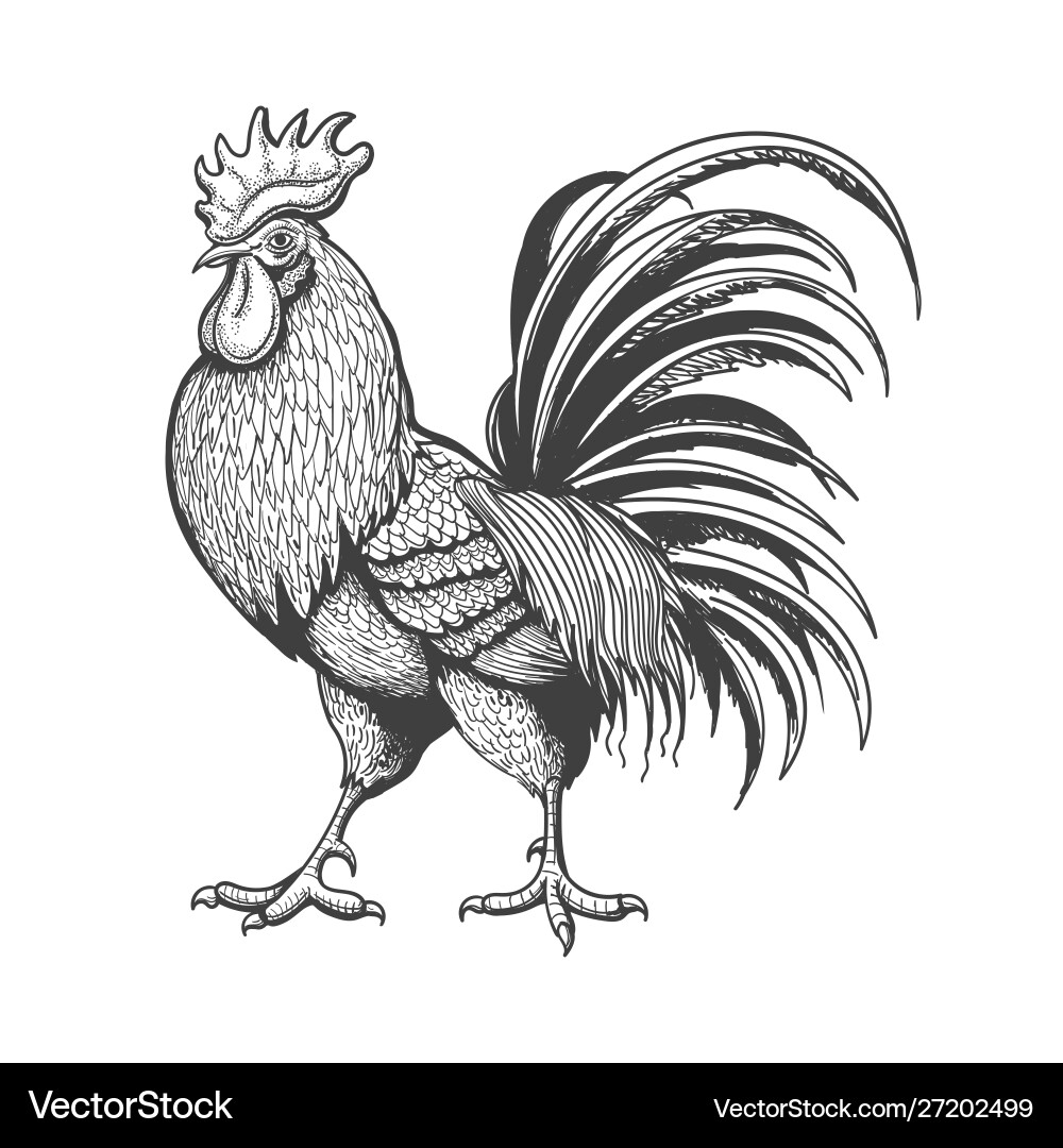 Gamecock Vector Images (over 260)