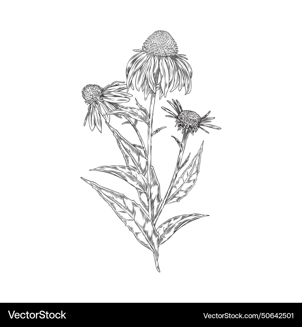 Echinacea flower sketch in vintage style Vector Image