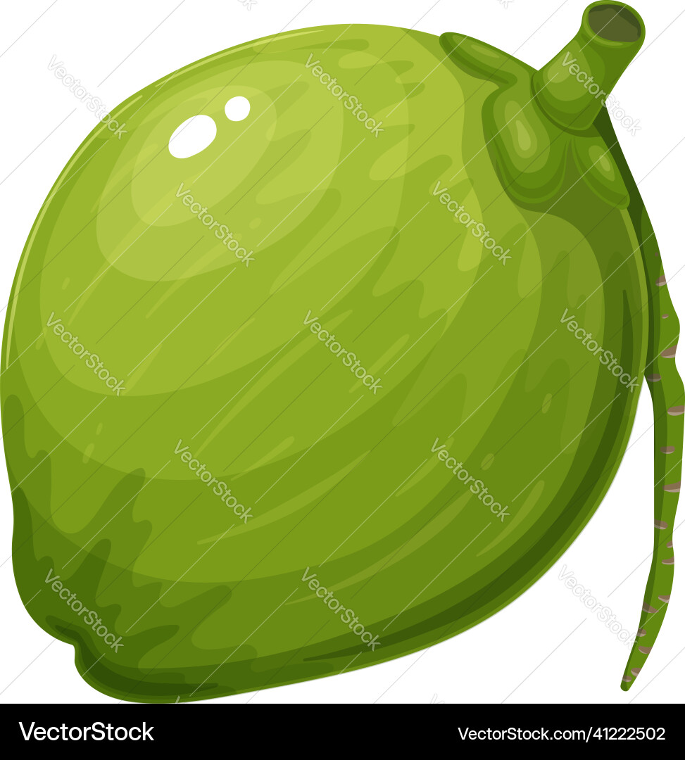 Fresh Green Coconut Royalty Free Vector Image - VectorStock
