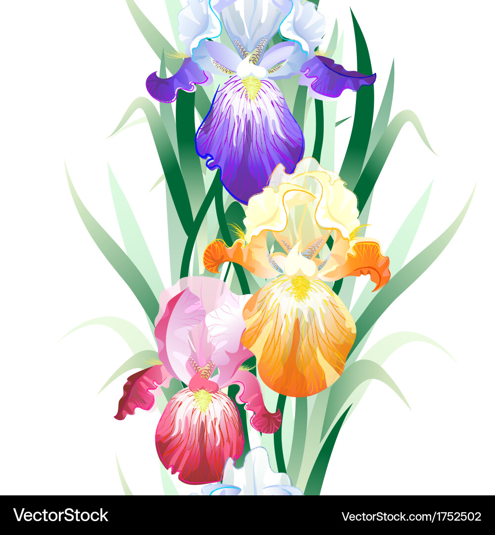 Iris Flower Seamless Pattern Royalty Free Vector Image