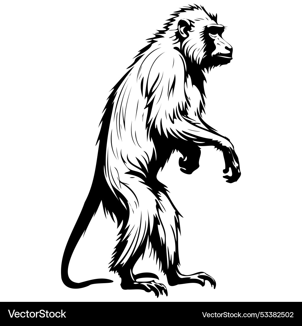 Realistic baboon hand drawn animal transparent Vector Image