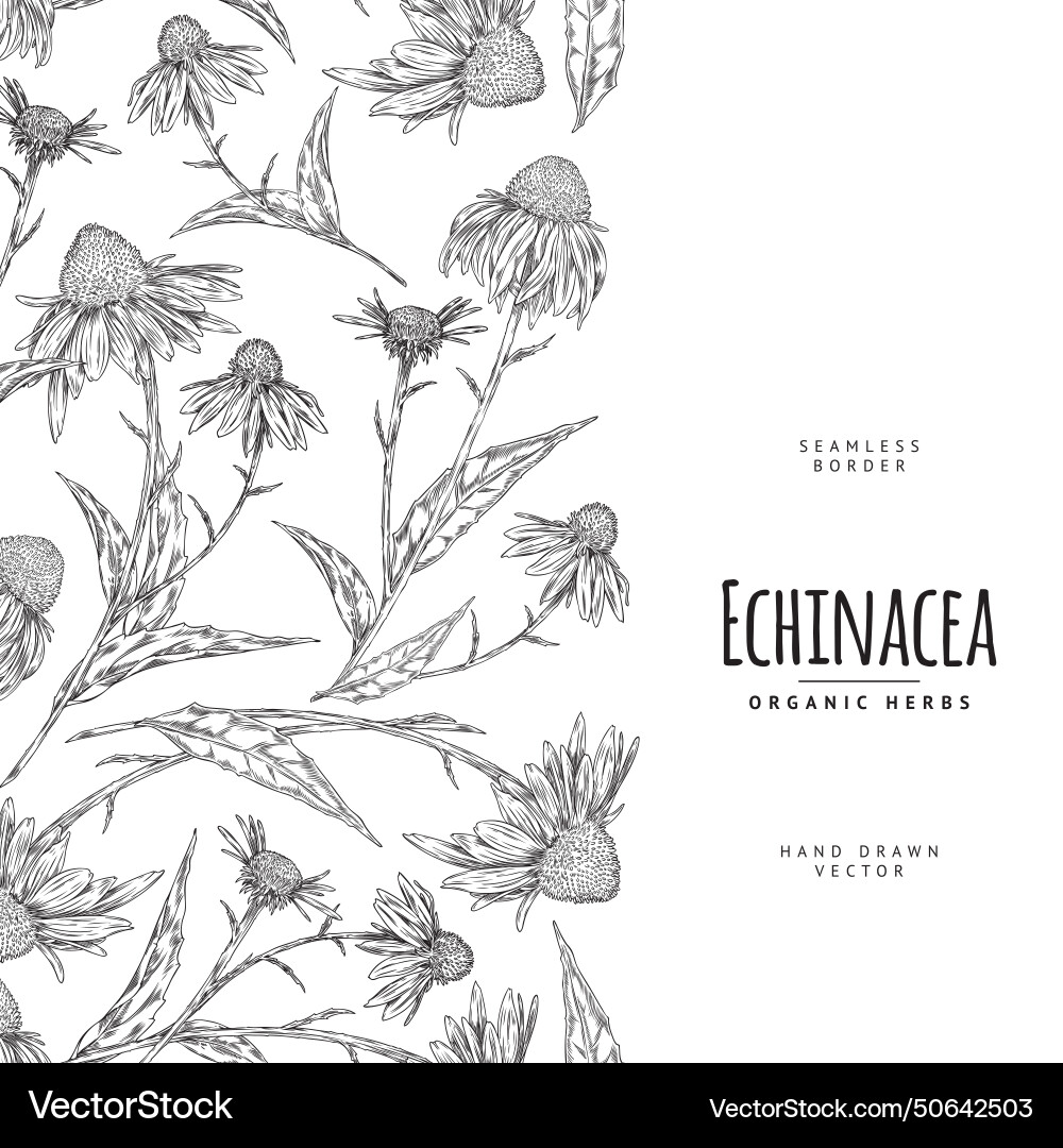 Hand-drawn echinacea seamless border Royalty Free Vector