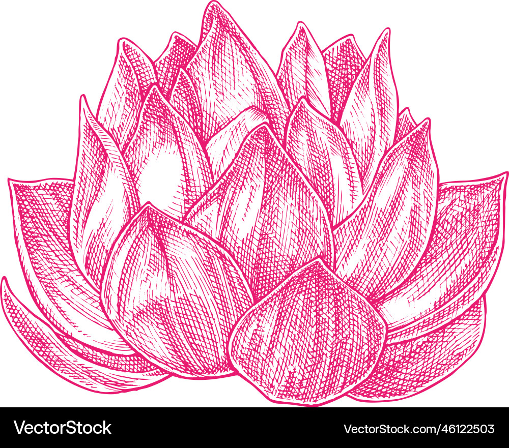 Lotus drawing 002 Royalty Free Vector Image - VectorStock