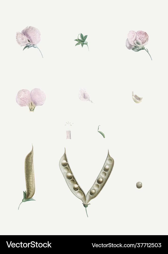 Pink butterfly pea flower Royalty Free Vector Image