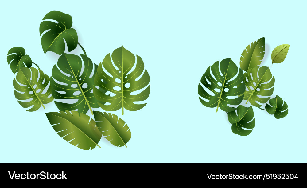 Monstera tropical green leaves on light blue Vector Image