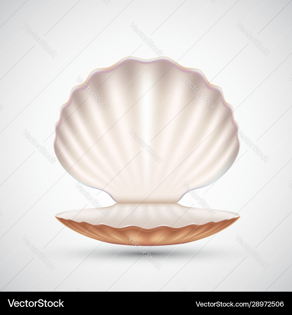 Open Seashell Vector Pearl Seashell. Open Vector & Photo (Free Trial)