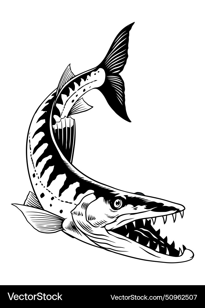 Barracuda fish isolated black and white Royalty Free Vector