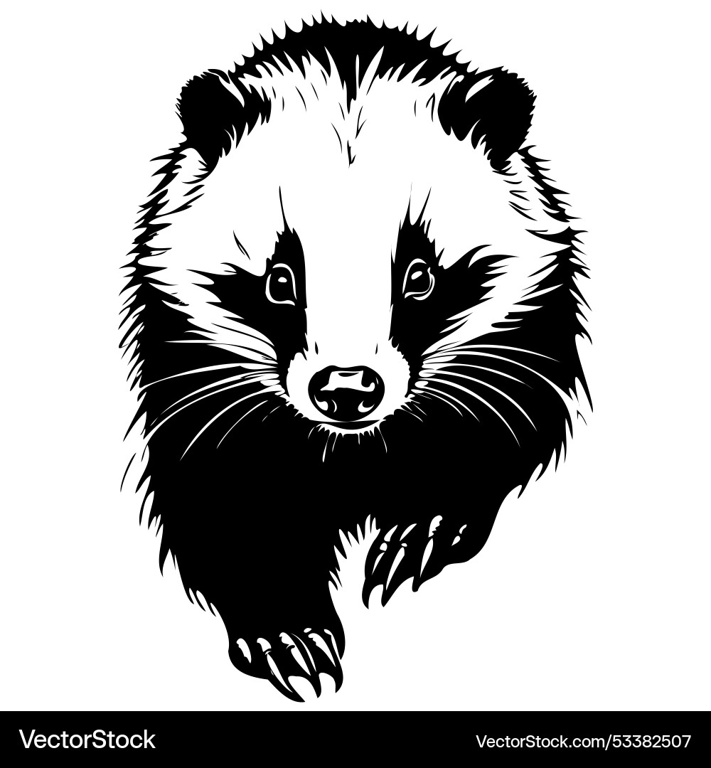 Realistic badger portrait hand drawn animal Vector Image