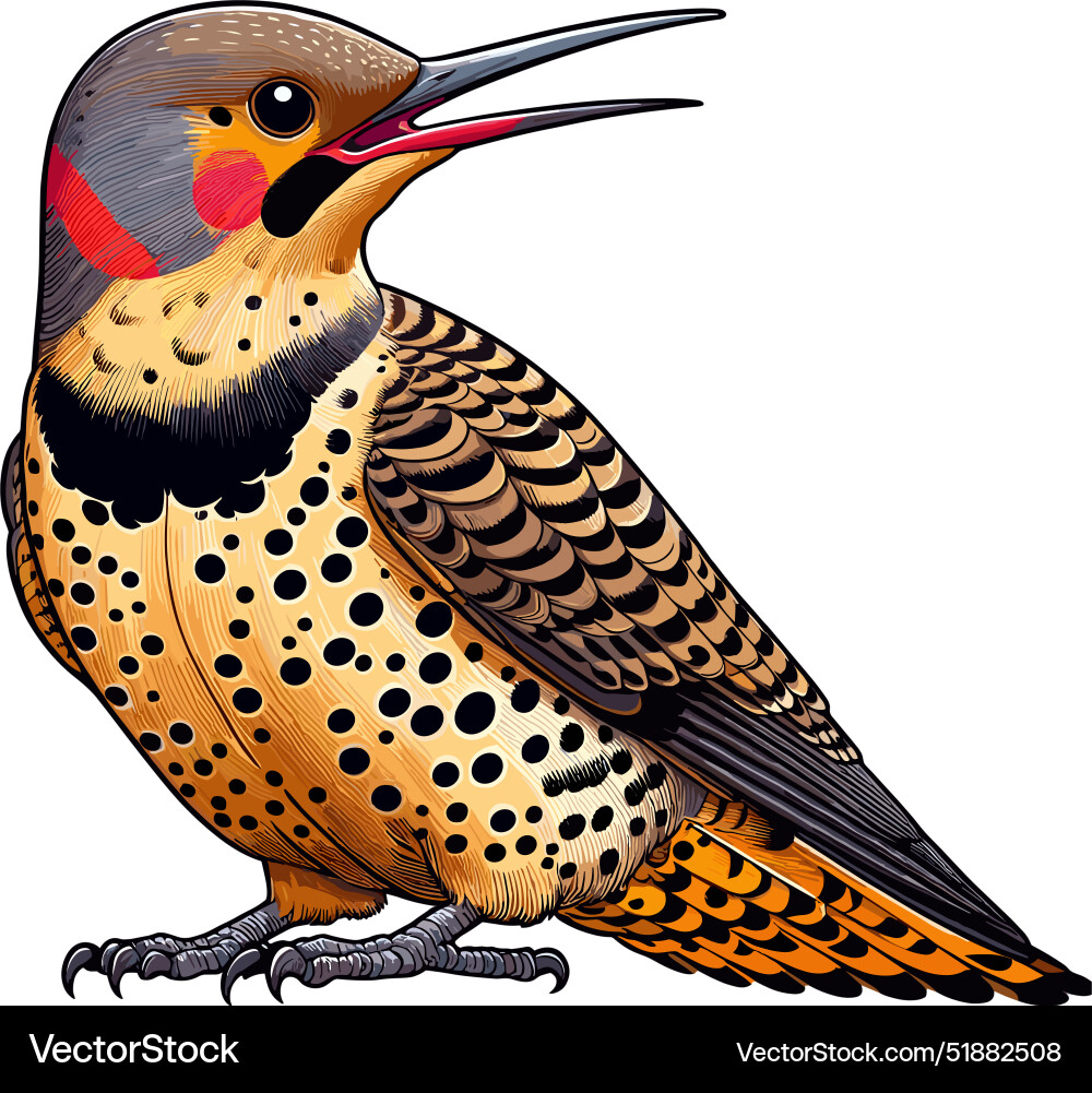 Northern flicker isolated on white background Vector Image