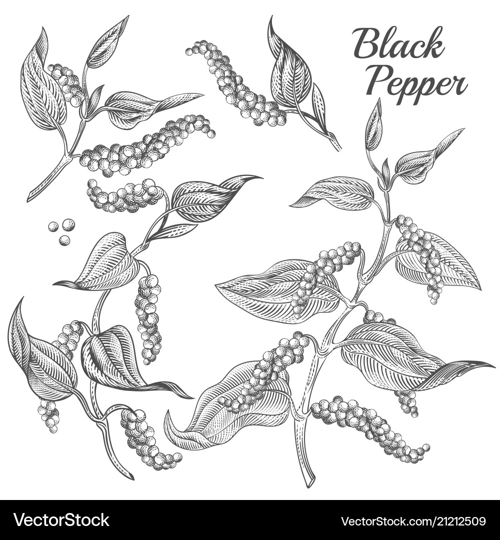 Black Pepper Botanical Sketch Royalty Free Vector Image