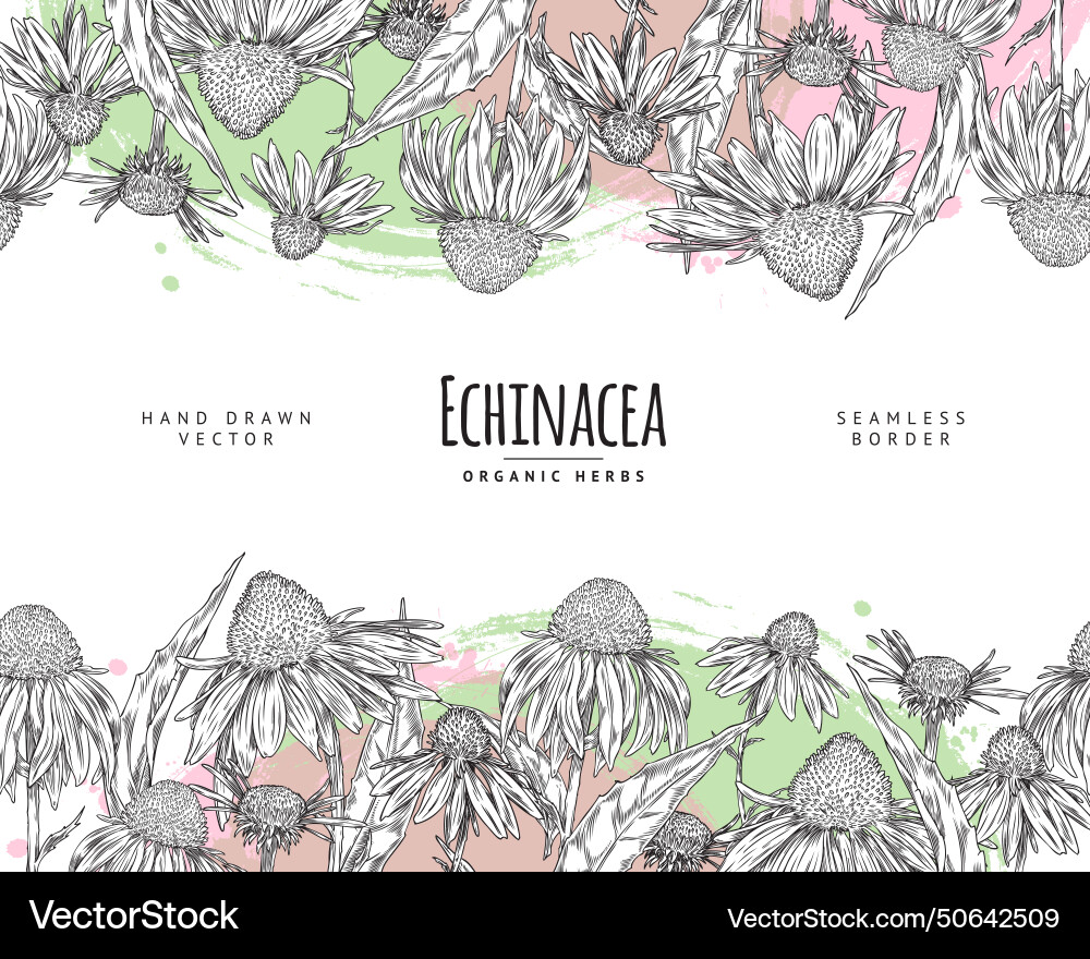 Echinacea seamless herbal border Royalty Free Vector Image