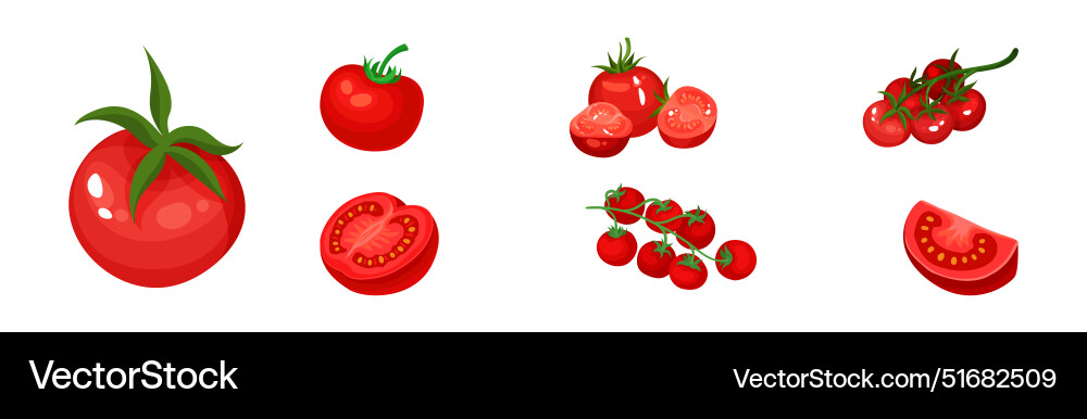 Red tomato ripe vegetable cut and whole set Vector Image