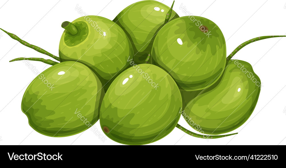Young green coconuts Royalty Free Vector Image