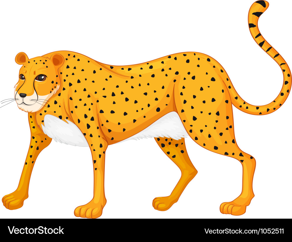 Leopard Royalty Free Vector Image - VectorStock