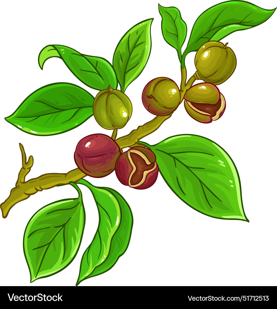 Camelia branch colored detailed Royalty Free Vector Image