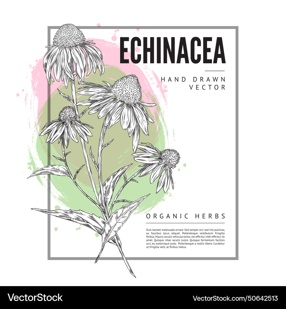 Echinacea herbal poster design Royalty Free Vector Image