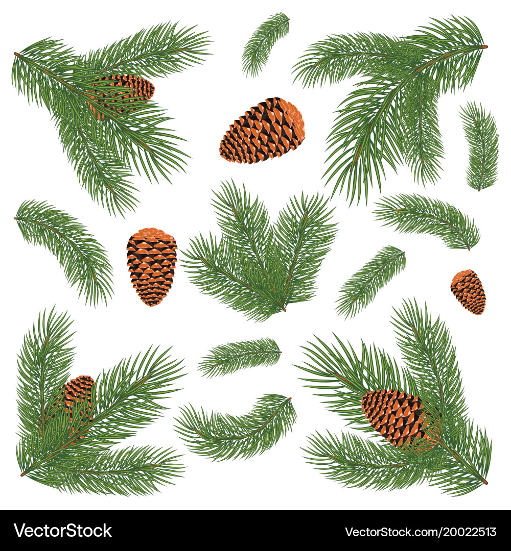 Bough Spruce Trees Vector Images (over 130)