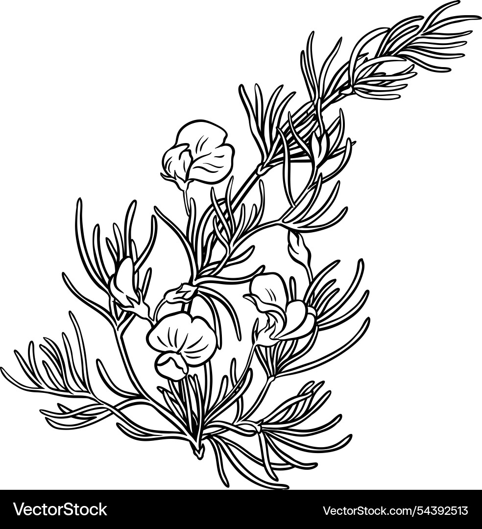 Rooibos branch with flowers outline Royalty Free Vector