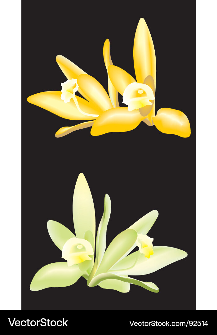 Vanilla Royalty Free Vector Image - VectorStock